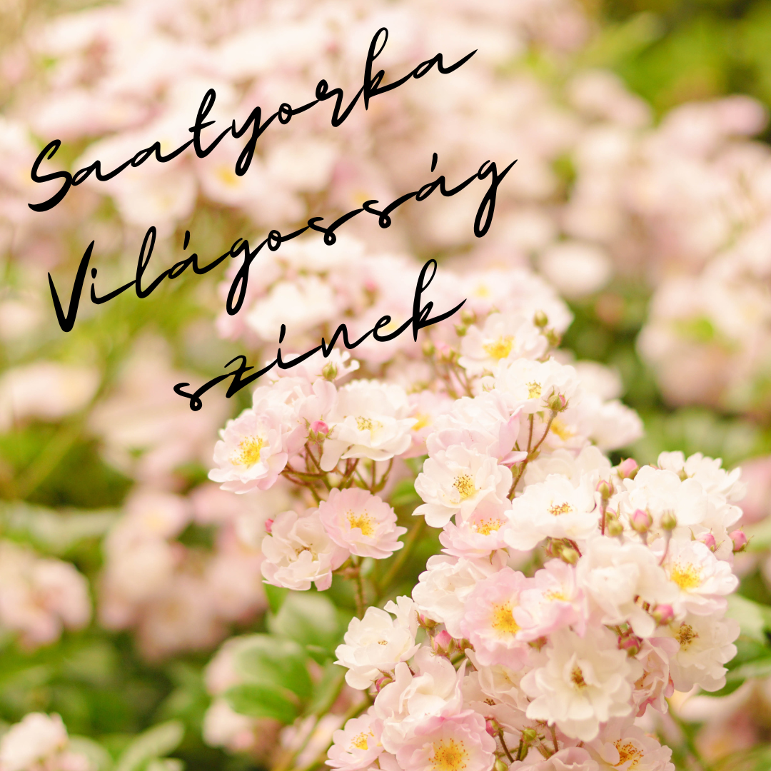 Saatyorka :: Saarika